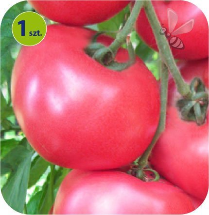 Pomidor szczepiony Honey Moon - SADZONKI POMIDORÓW