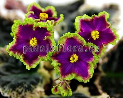 African Violet BUCKEYE IRISH LACE SPORT - African Violet Starter Plants