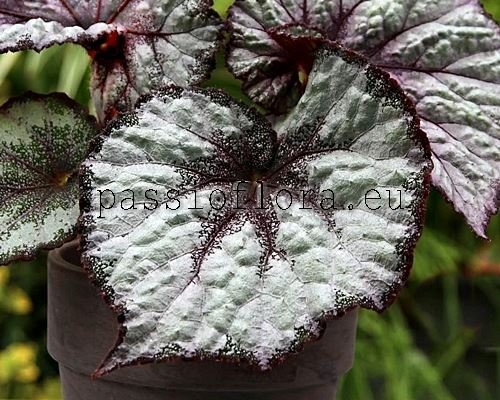 Rex Begonia seeds - Hybrid No. 5 - PassioFlora.eu - Beautiful and rare ...