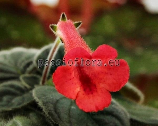 Mini Sinningia seeds - SRG's Mini Orange - PassioFlora.eu - Beautiful ...