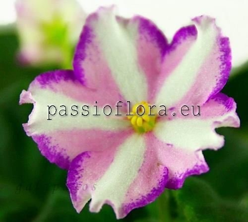 African Violet Chimera SVETLANA - African Violet Chimeras - Starter Plants