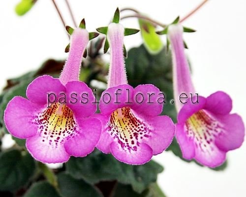 Mini Sinningia seeds - SRG's Lavender Eruption - PassioFlora.eu ...