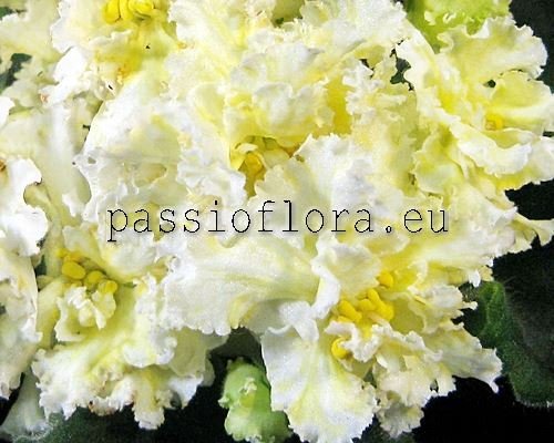 African violet seeds - LE-Oskar - PassioFlora.eu - Beautiful and rare ...