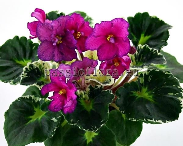 African violet seeds - Dn-Raspberry Liqueur - Dn-Malinovyy Liker ...