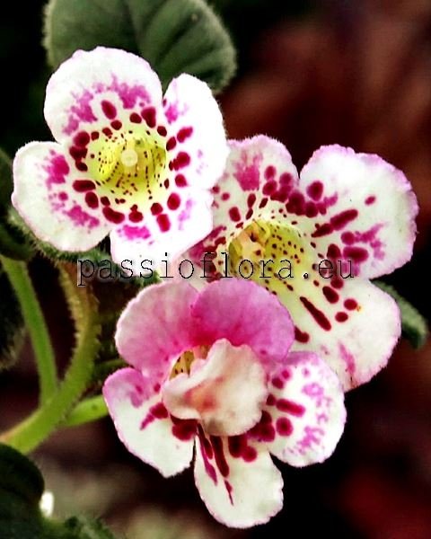 Mini Sinningia seeds - SRG's Asseen - PassioFlora.eu - Beautiful and ...