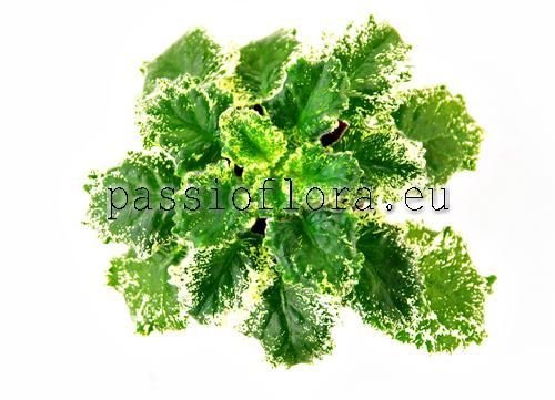 African violet seeds - Dn-Macabeo - PassioFlora.eu - Beautiful and rare ...