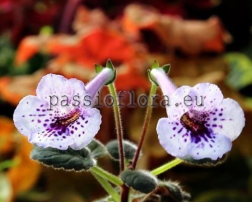 Mini Sinningia Seeds - SimSim Infinity - PassioFlora.eu - Beautiful and ...