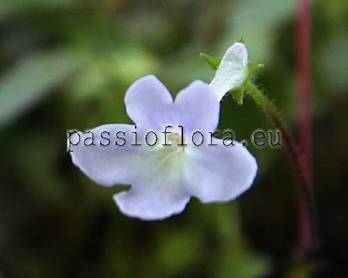 Micro Mini Sinningia pusilla Imbe - PassioFlora.eu - Gesneriads ...