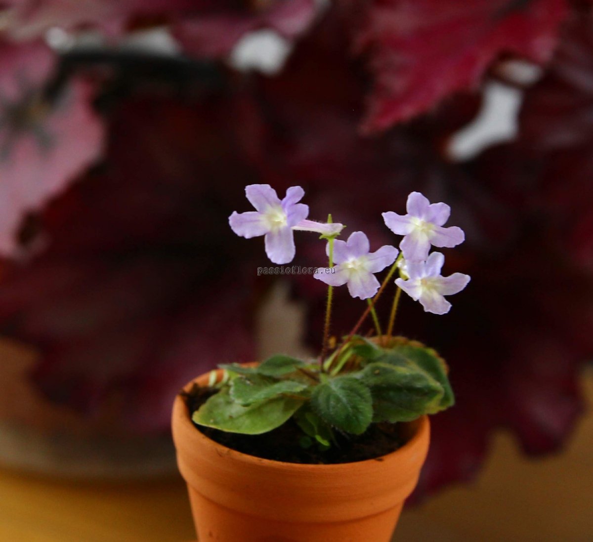 Micro Mini Sinningia pusilla - PassioFlora.eu - Gesneriads ...