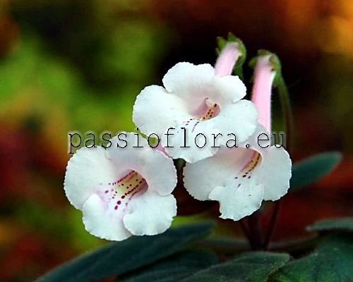 Mini Sinningia seeds - SRG's Mont Blanc - PassioFlora.eu - Beautiful ...