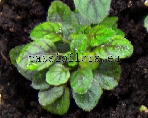 Micro Mini Sinningia pusilla Itaoca - Sinningia tubers for sale ...