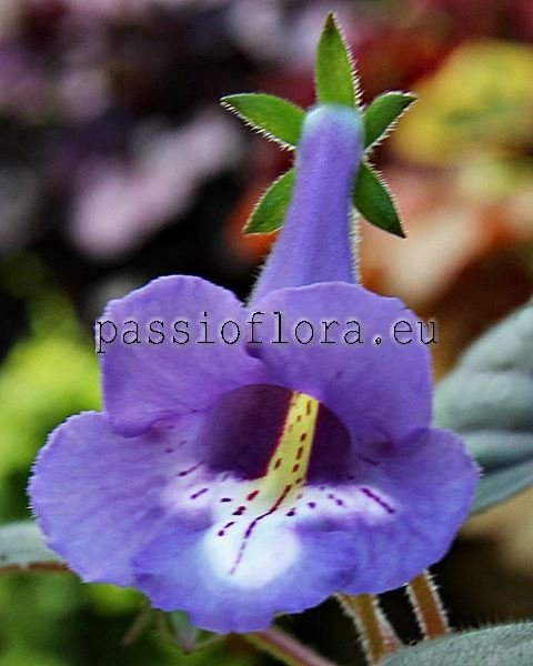 PassioFlora.eu - Mini Sinningia SRG's Blue Lagoon - Tubers & seeds for sale