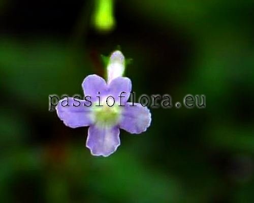 Micro Mini Sinningia pusilla - PassioFlora.eu - Gesneriads ...