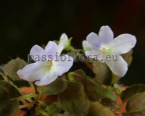 Micro Mini Sinningia pusilla Imbe - PassioFlora.eu - Gesneriads ...