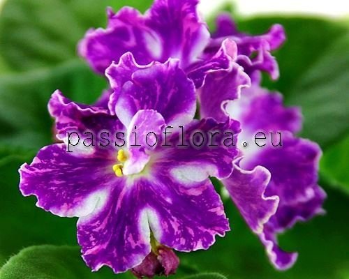 African Violet VAT-PULSAR - African Violet Starter Plants - Starter Plants